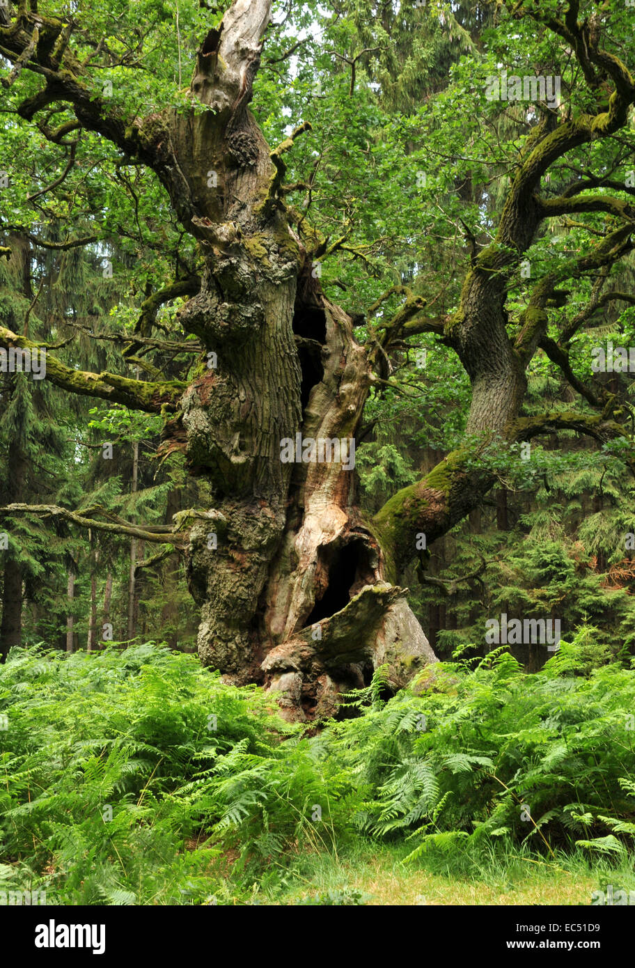 Rain damage tree roots hi-res stock photography and images - Alamy