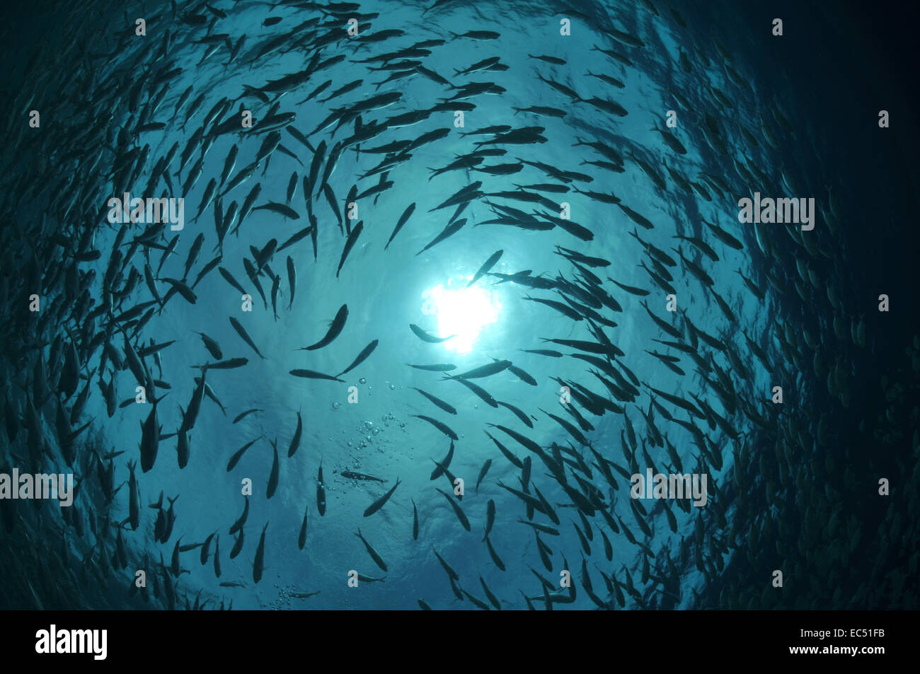 Radiation fish hi-res stock photography and images - Alamy
