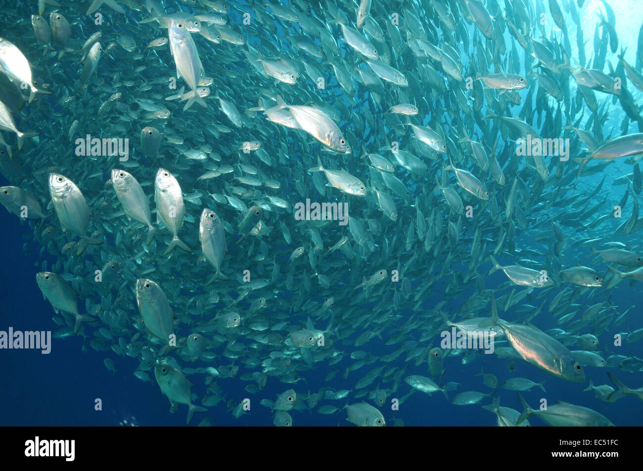 Mackerel swarm hi-res stock photography and images - Alamy