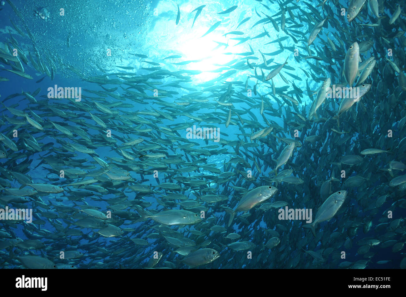 Jack fish hi-res stock photography and images - Alamy