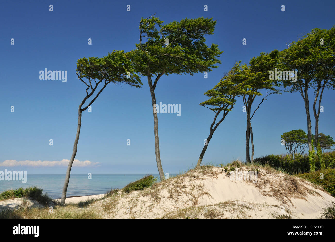 Windflüchter hi-res stock photography and images - Alamy