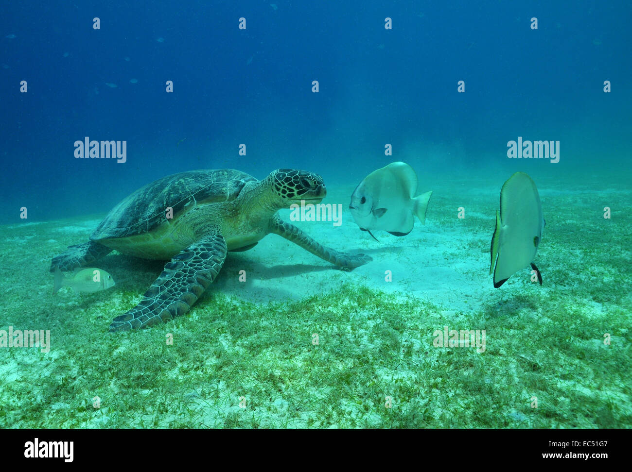 Sea creatures fish hi-res stock photography and images - Alamy