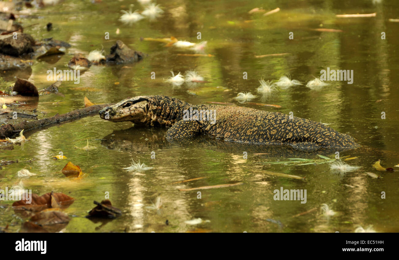 Waran in lake Stock Photo - Alamy