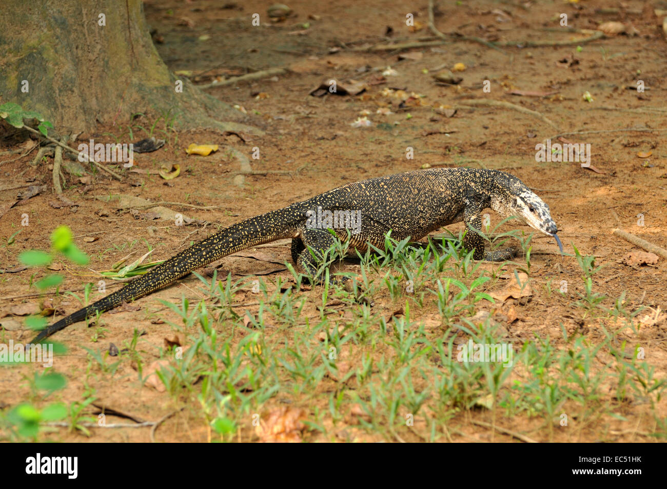 Philippine water monitor hi-res stock photography and images - Alamy
