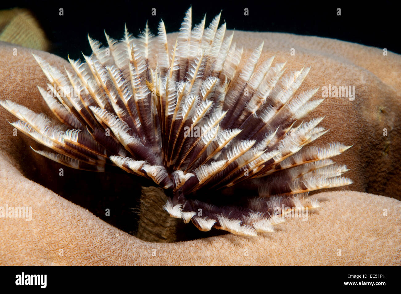 Fan tube worm hi-res stock photography and images - Alamy