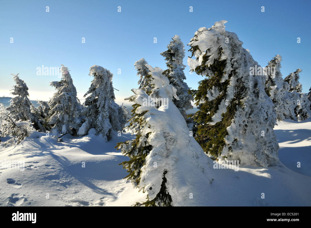 Enchanted snowy wood hi-res stock photography and images - Alamy