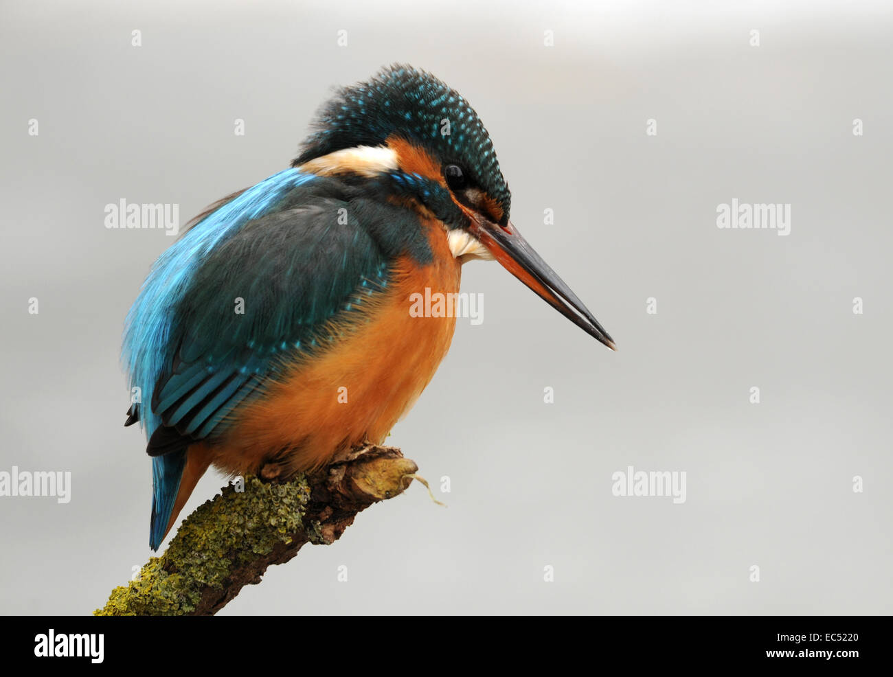 Birds seat hi-res stock photography and images - Alamy