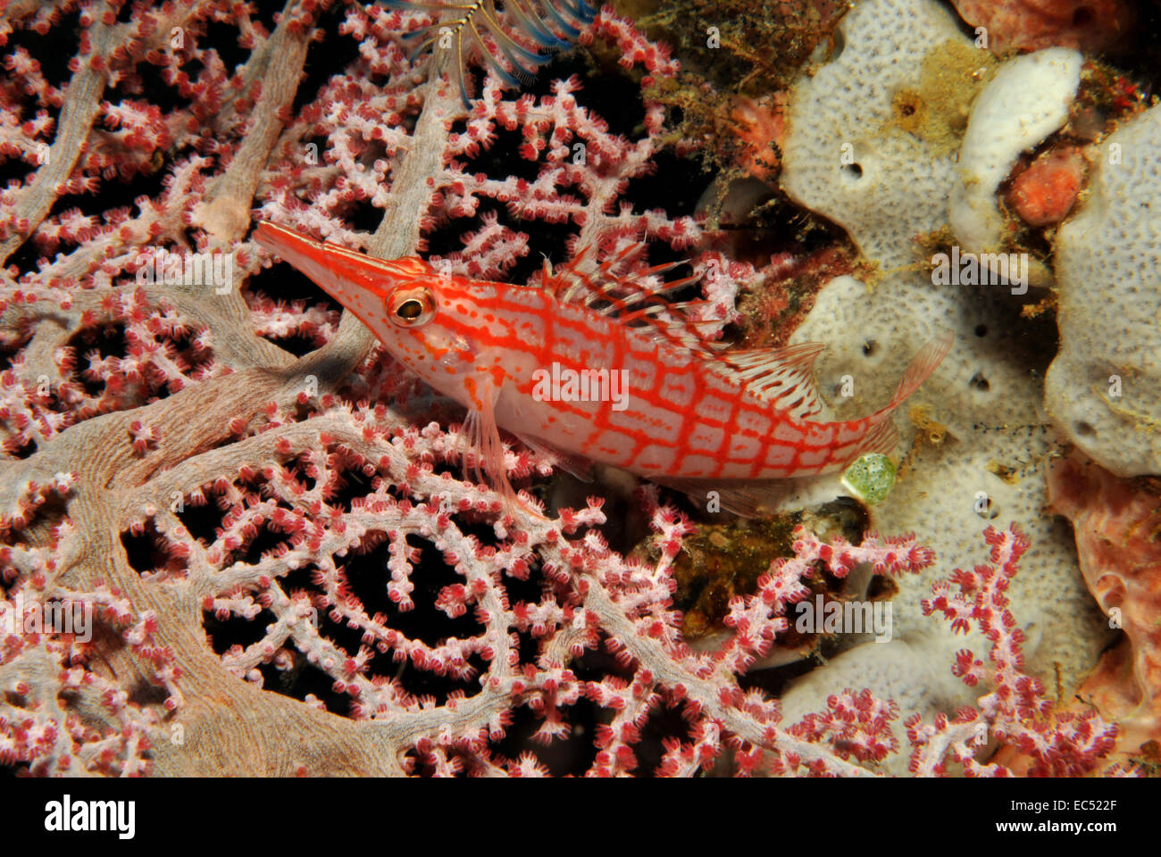 Long snouts hi-res stock photography and images - Alamy