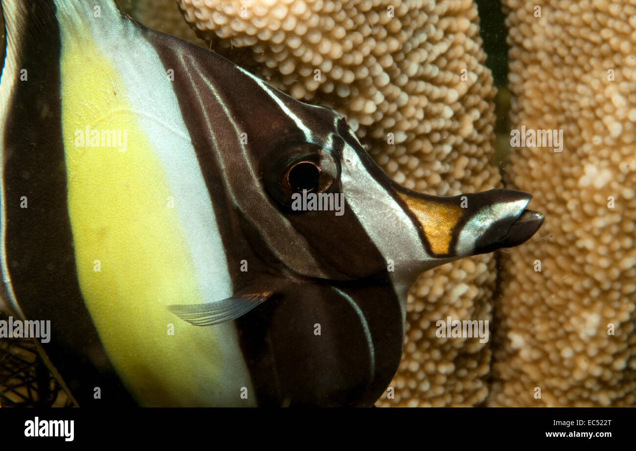 Support fauna hi-res stock photography and images - Alamy