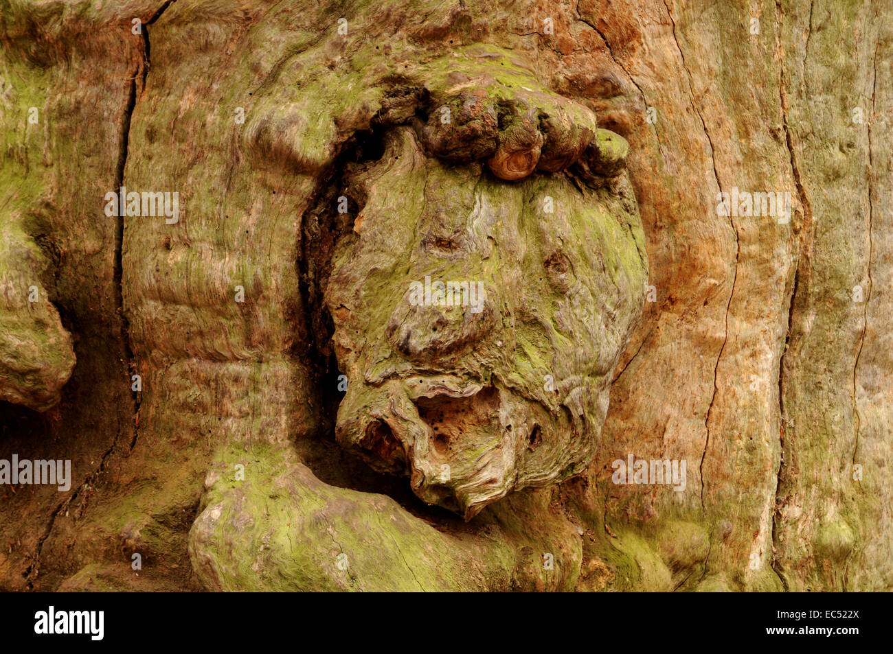 Spirit of oak tree hi-res stock photography and images - Alamy