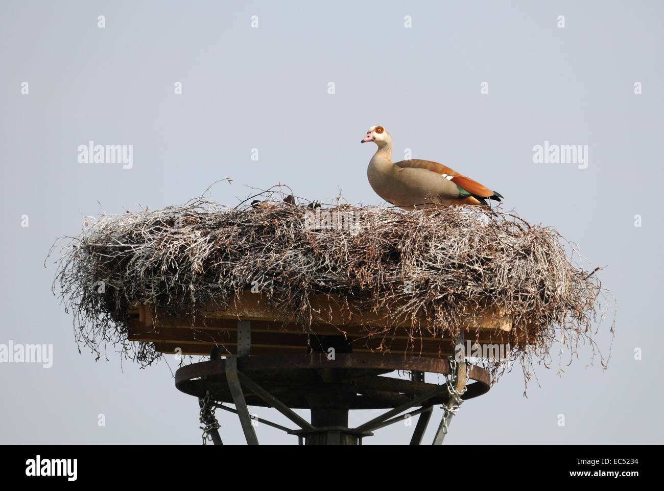 Half goose hi-res stock photography and images - Alamy