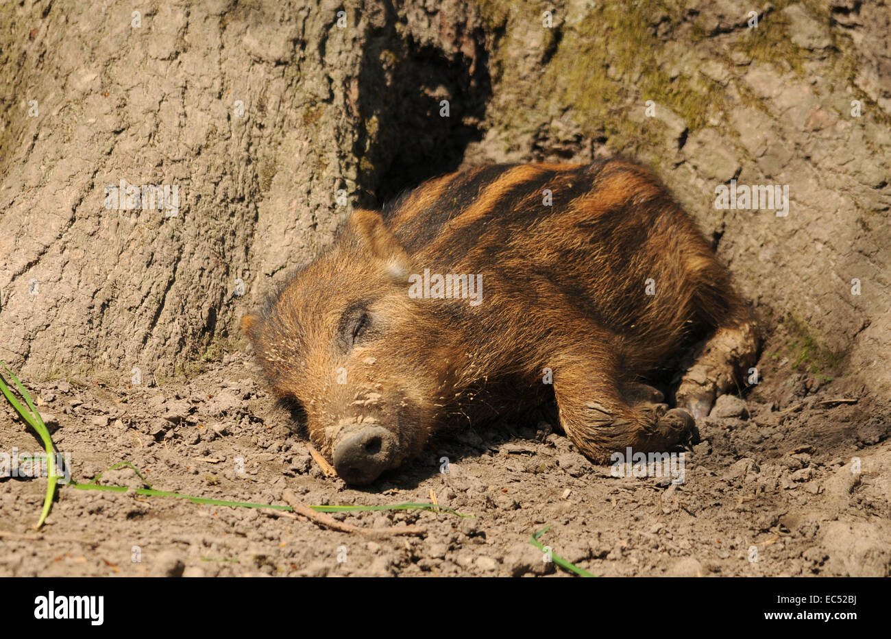 Sleeping cattle hi-res stock photography and images - Alamy
