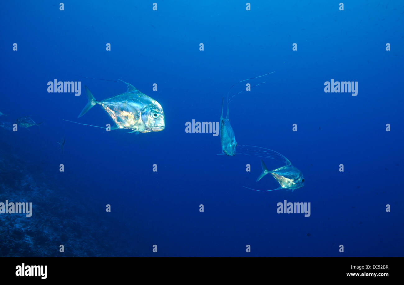 African pompano hi-res stock photography and images - Alamy