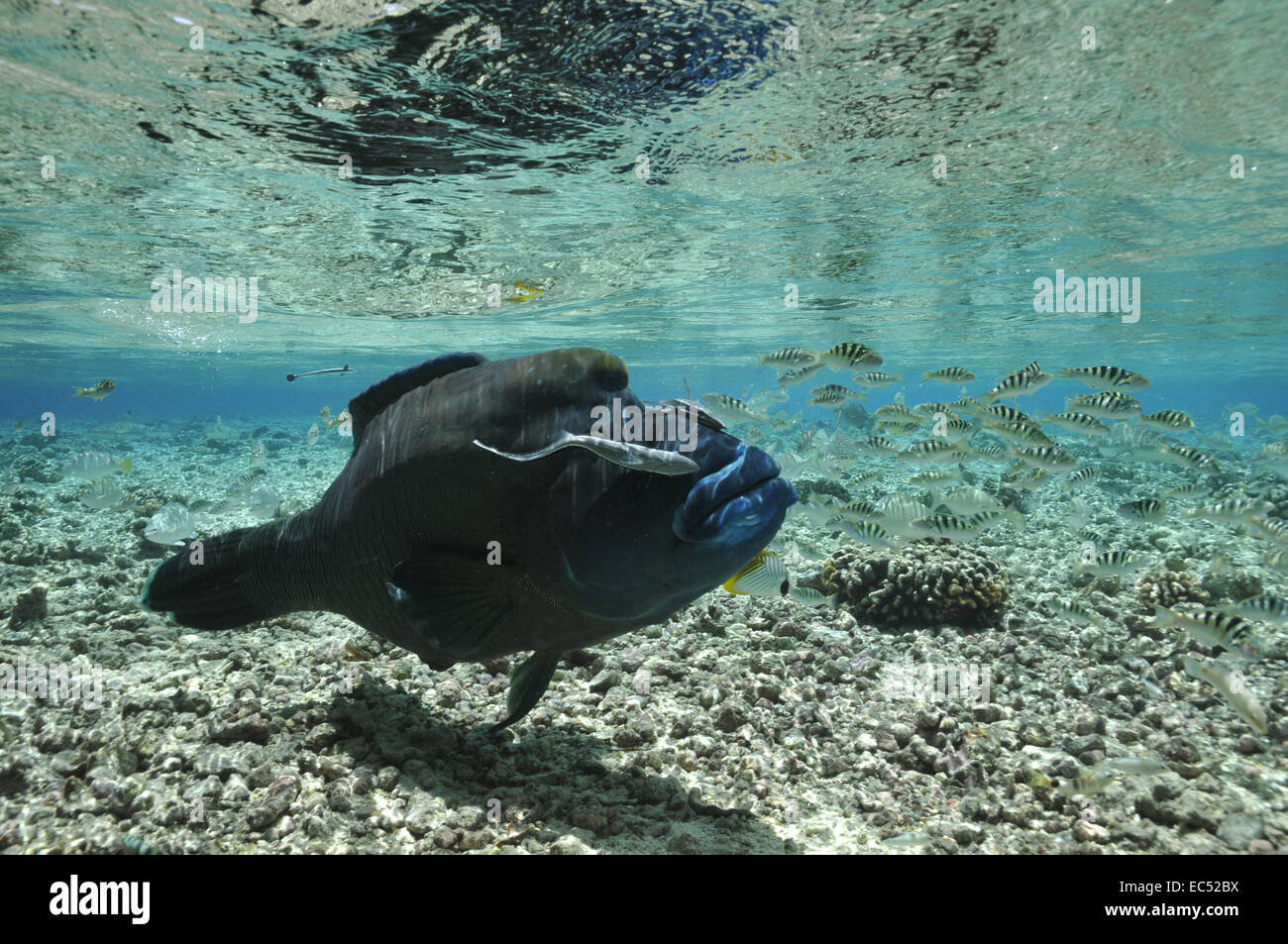 Napoleon fish in shallow water Stock Photo - Alamy