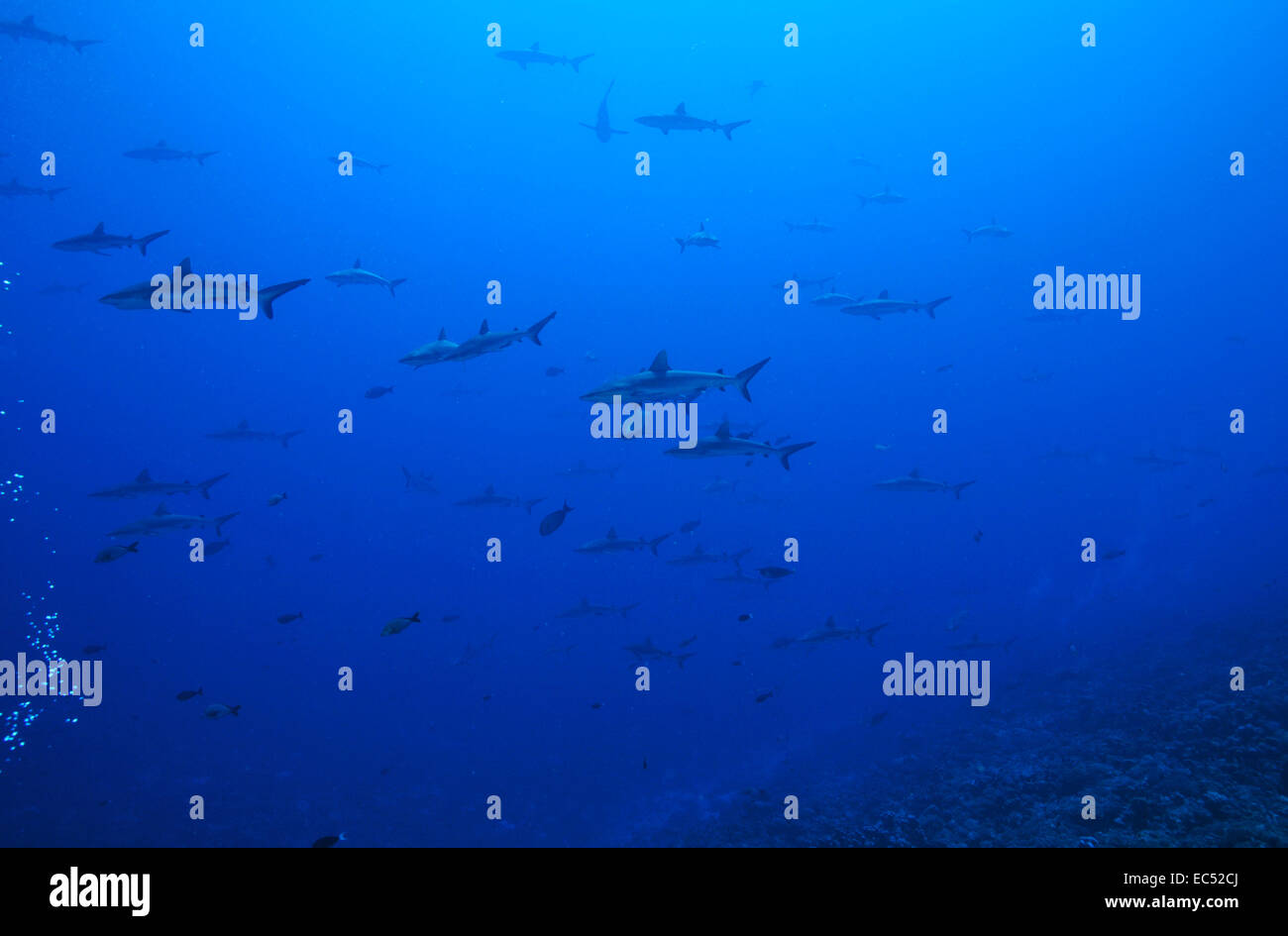 Tuamotus and shark hi-res stock photography and images - Alamy