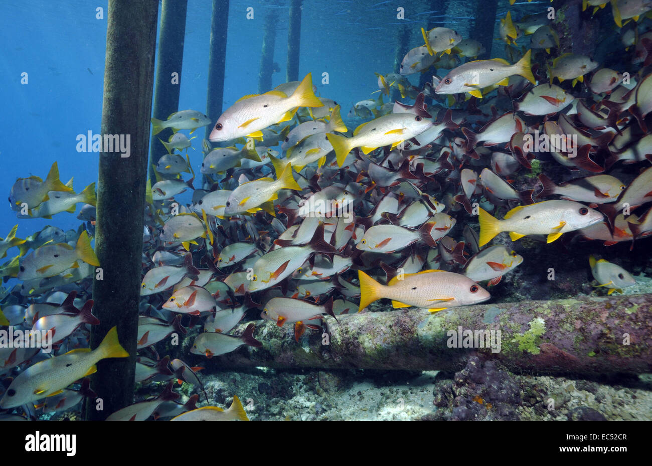 Swarm of fishing hi-res stock photography and images - Alamy
