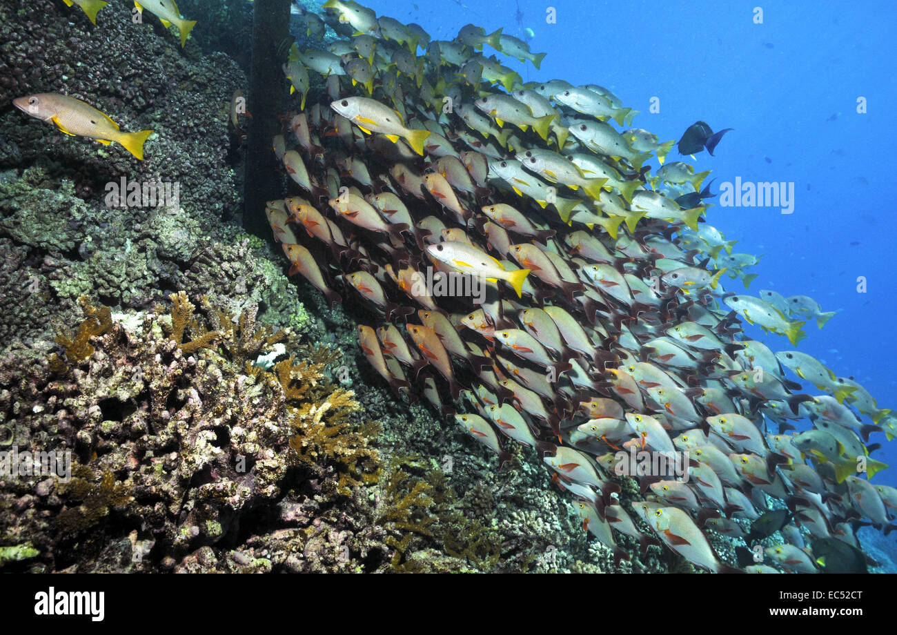 Swarm of snapper hi-res stock photography and images - Alamy