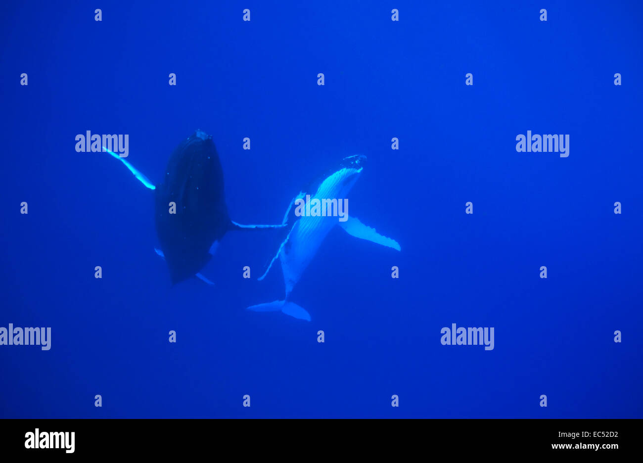 Beard whale hi-res stock photography and images - Alamy