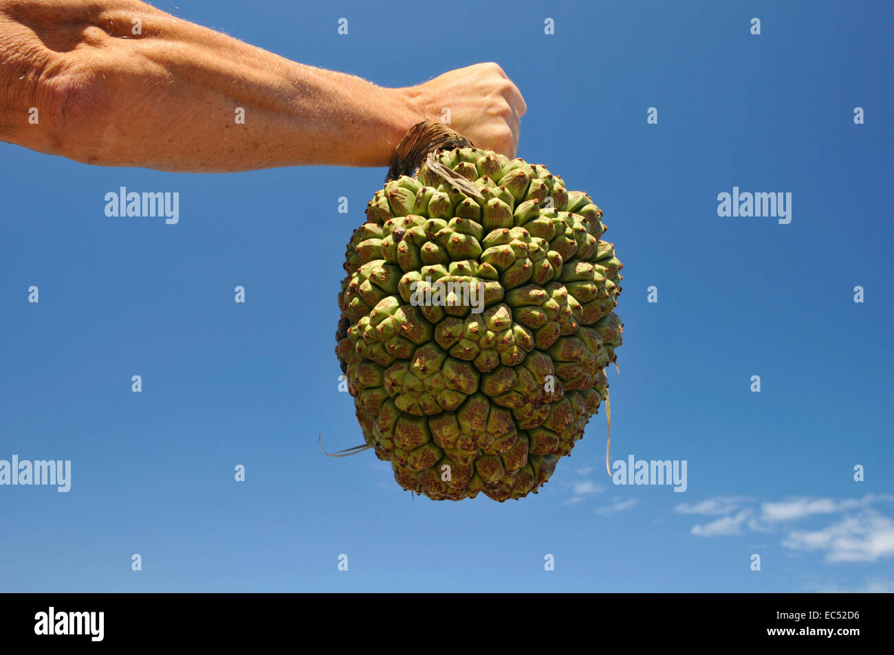 Fruit tropical hi-res stock photography and images - Alamy