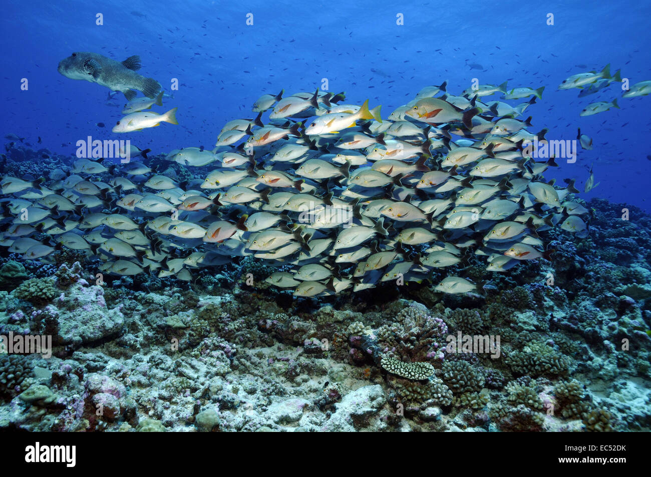 Swarm of snapper hi-res stock photography and images - Alamy