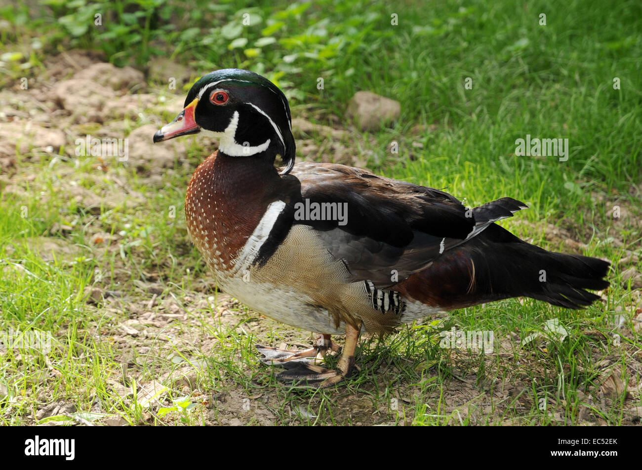 Courtship wood duck hi-res stock photography and images - Alamy