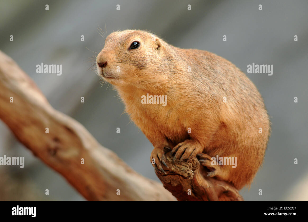 Black-tailed prairie dog Stock Photo - Alamy