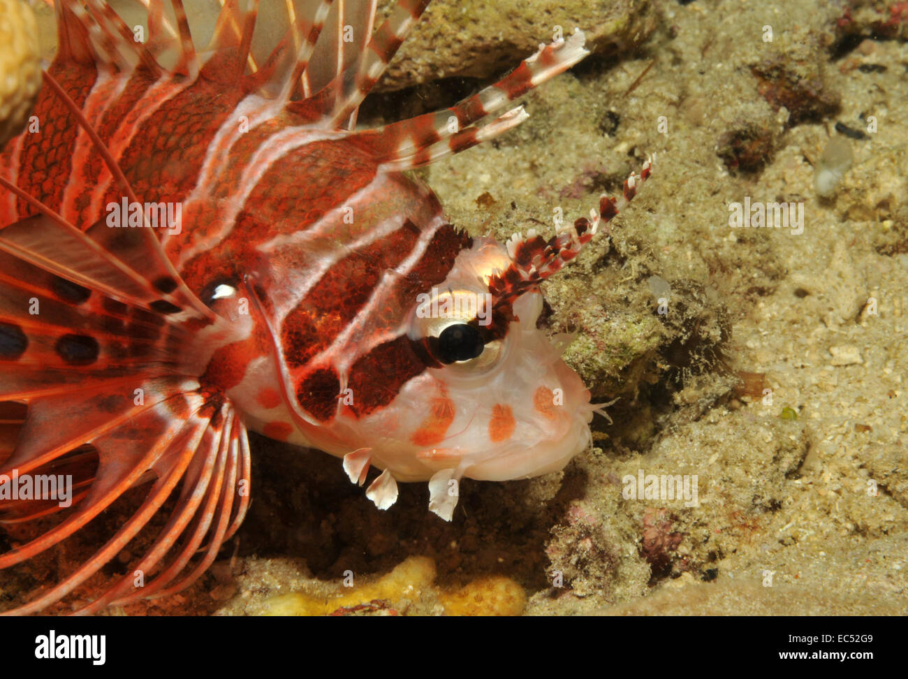 Radiation fish hi-res stock photography and images - Alamy