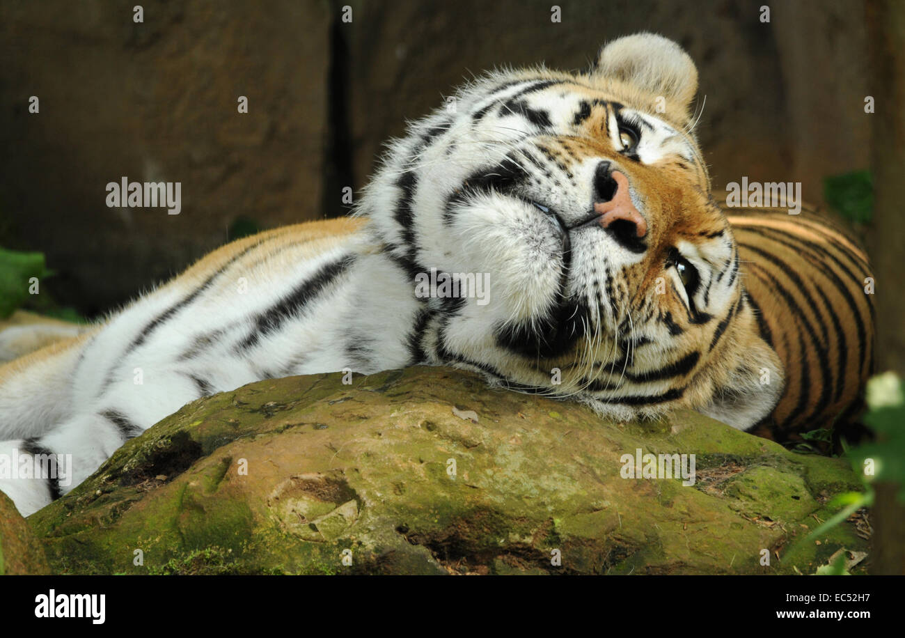 tired Siberian tigers Stock Photo - Alamy