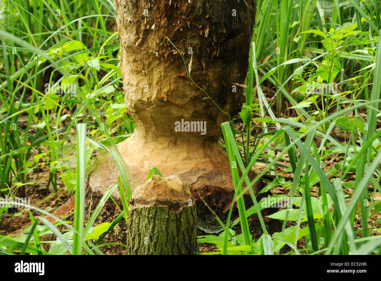 Beaver eating wood hi-res stock photography and images - Alamy