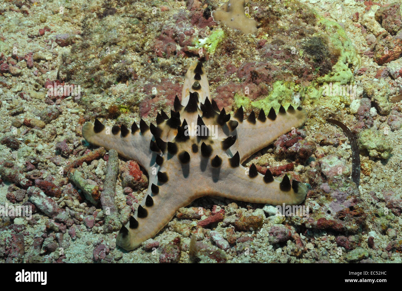 Gnarled Walzensee star Stock Photo - Alamy