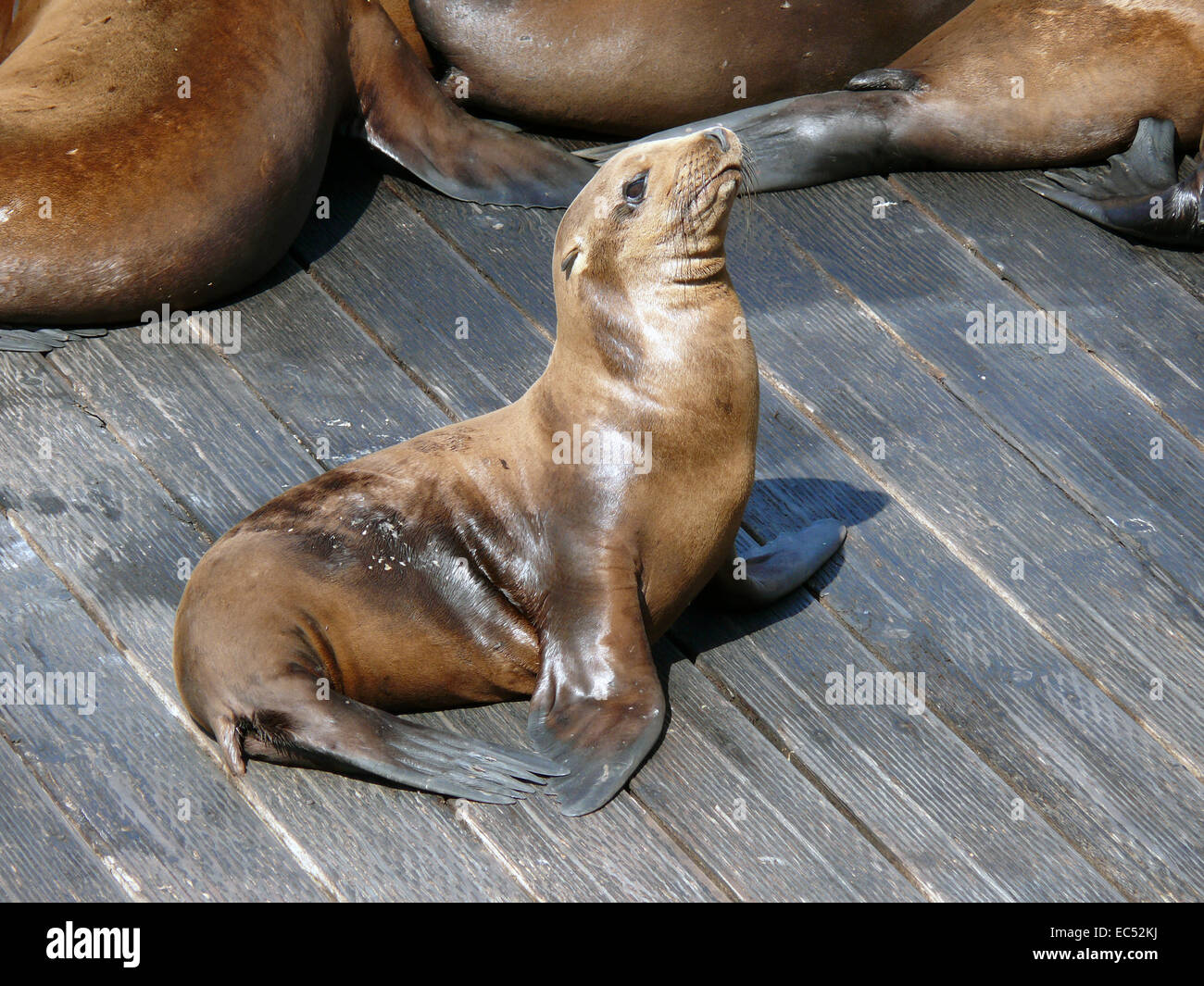 Small seal hi-res stock photography and images - Alamy