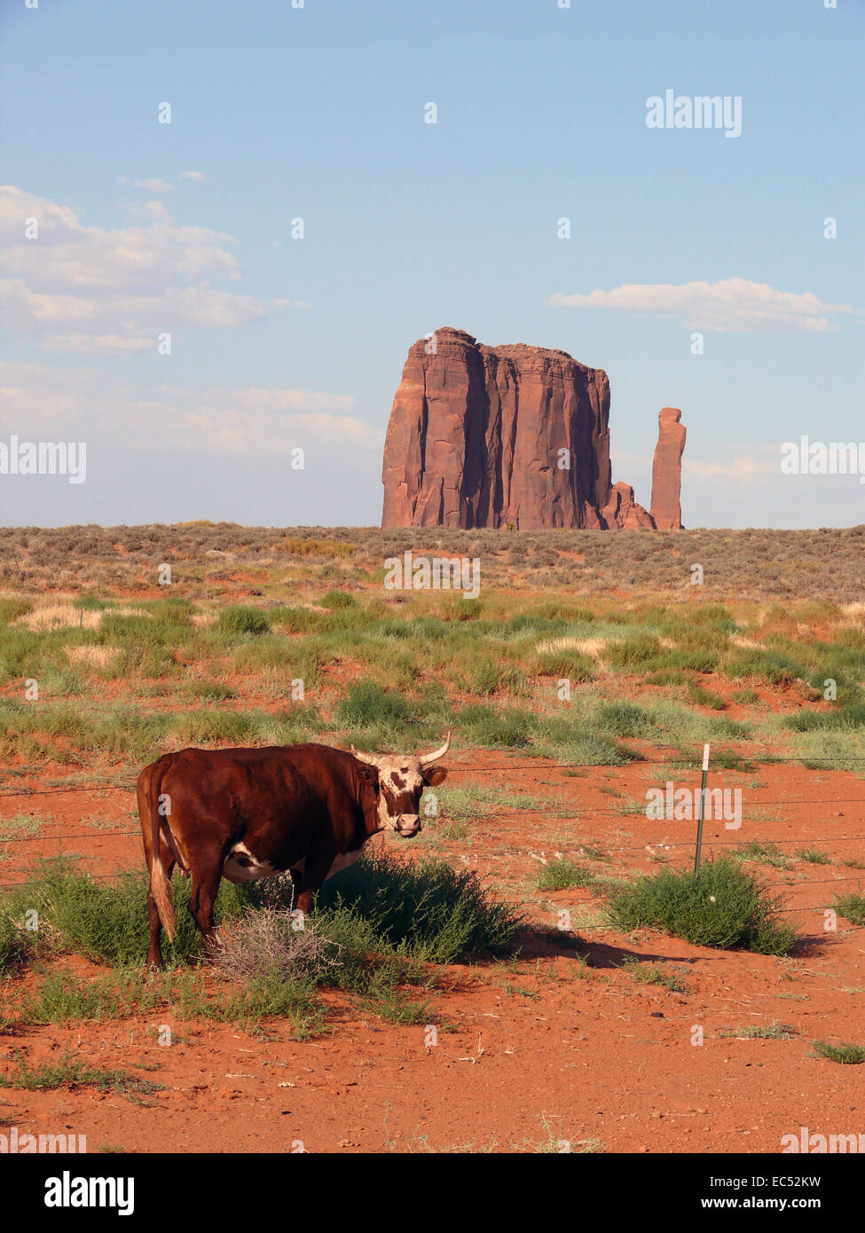 Cow at Monument Valley Stock Photo - Alamy
