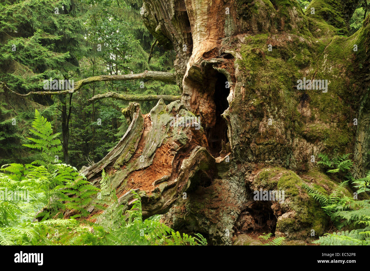 Cyril wood court hi-res stock photography and images - Alamy