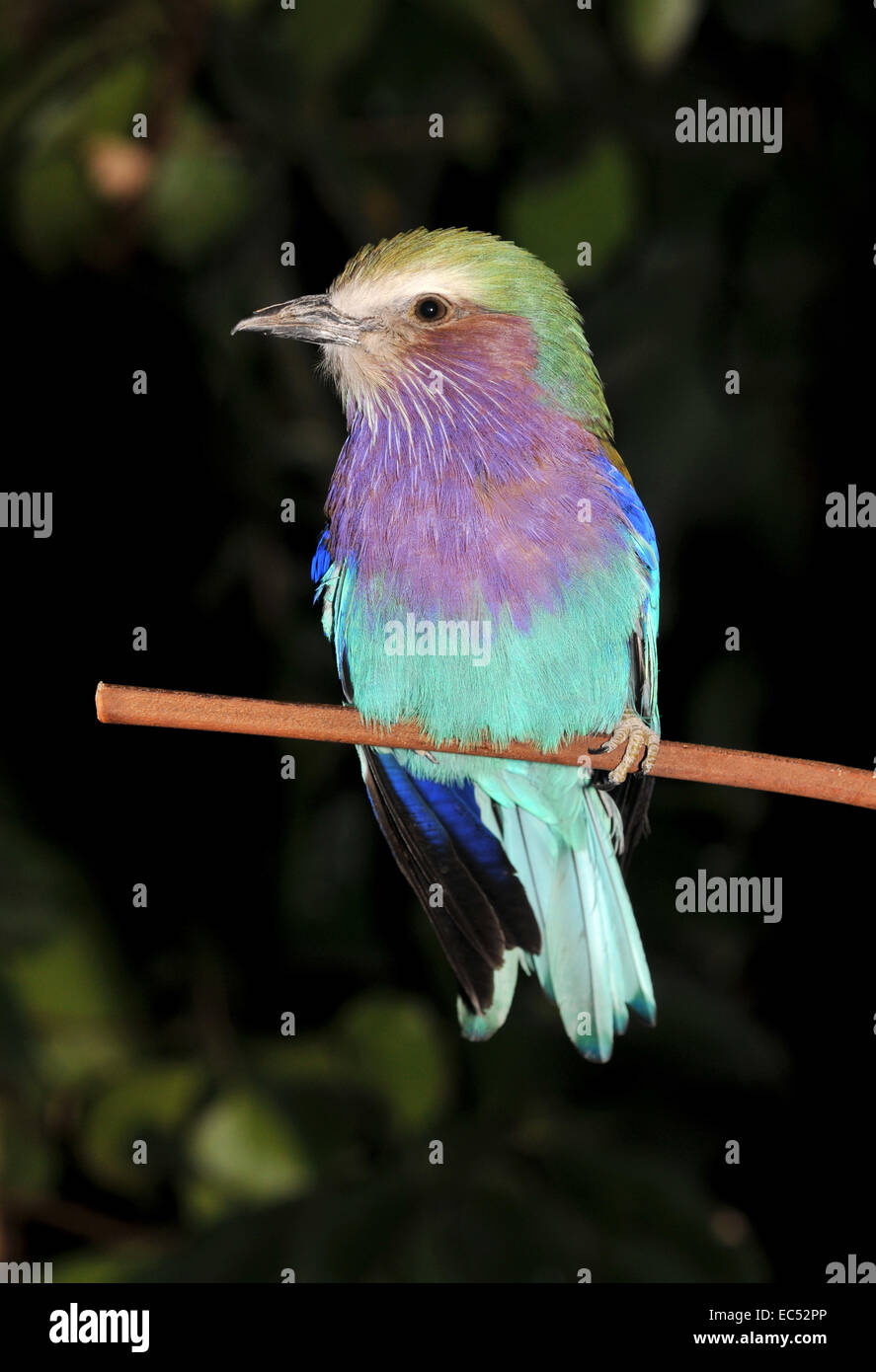 Racke hi-res stock photography and images - Alamy