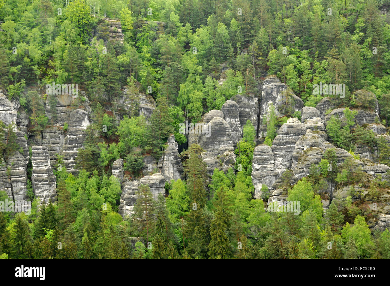 Saxon switzerland trees hi-res stock photography and images - Alamy