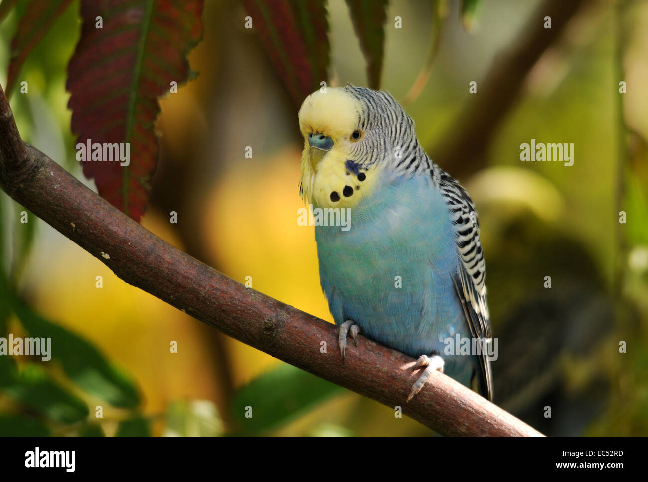 Female budgie hi-res stock photography and images - Alamy