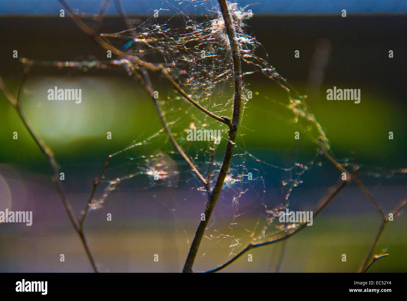 Fibers at the branch Stock Photo - Alamy