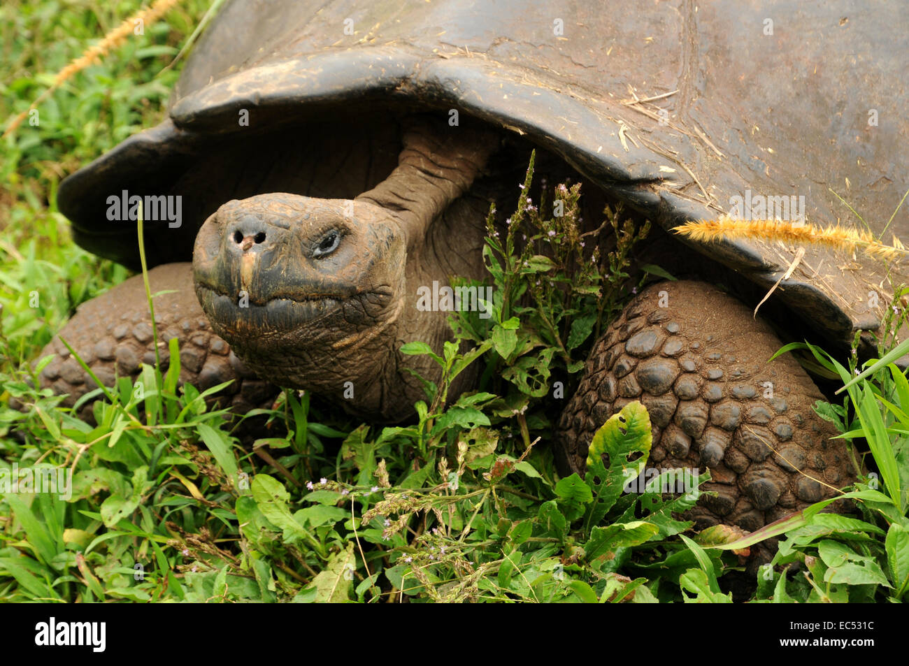 Tortoise shells hi-res stock photography and images - Alamy