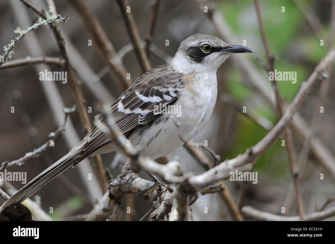 Mockingbirds birds songbird hi-res stock photography and images - Alamy