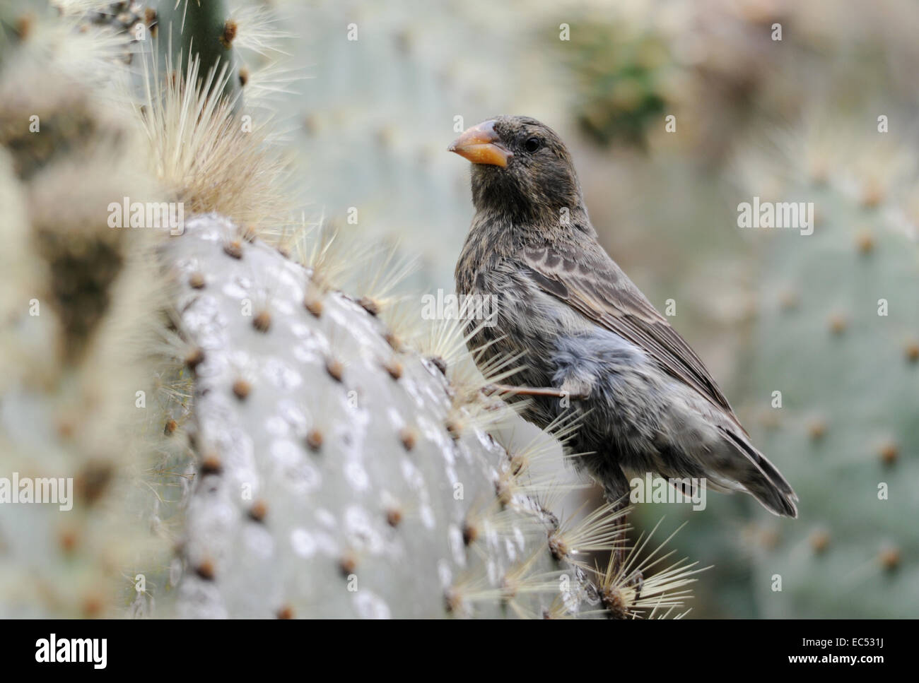 Large cactus ground finch hi-res stock photography and images - Alamy