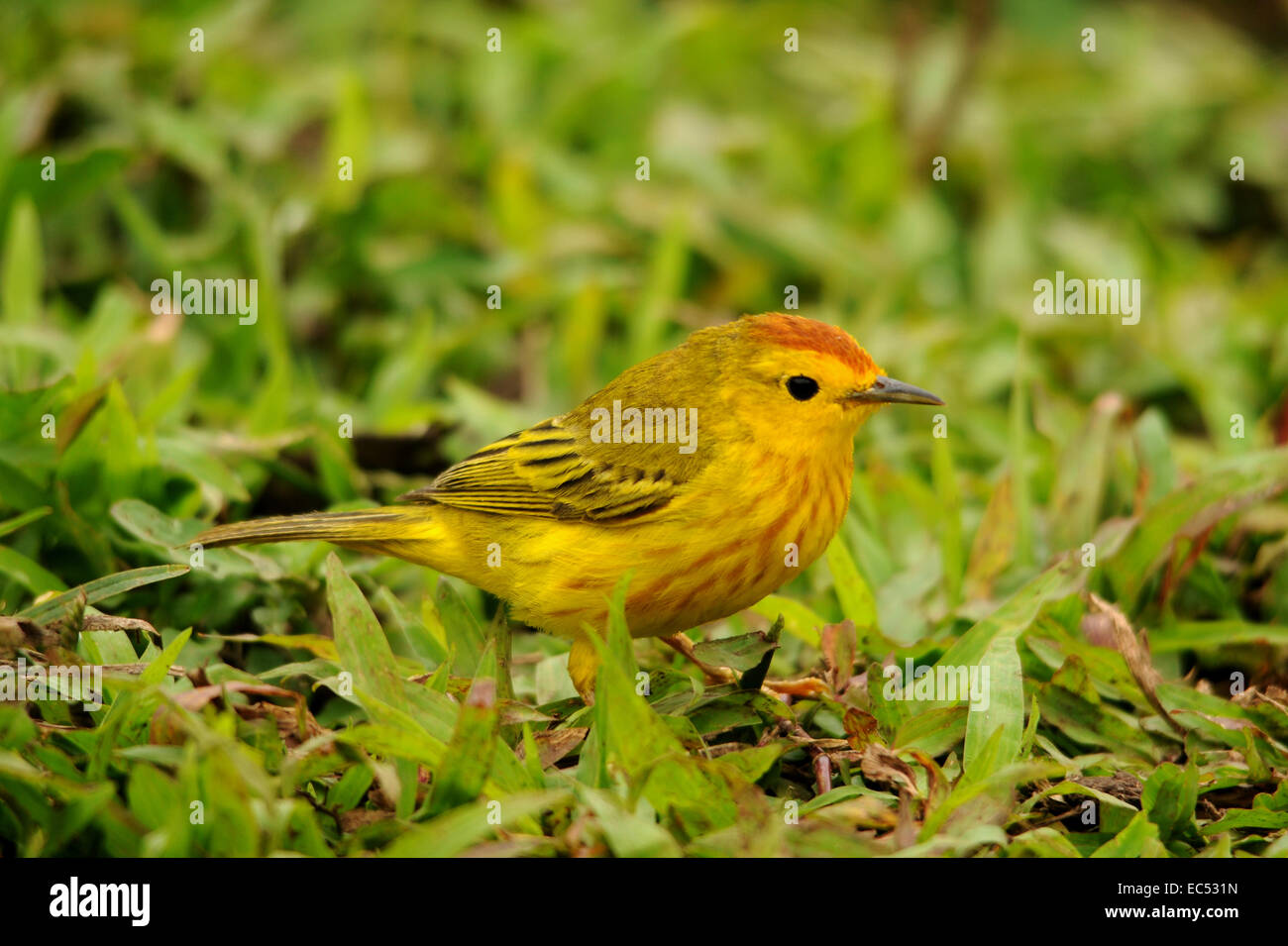 Gold warbler hi-res stock photography and images - Alamy