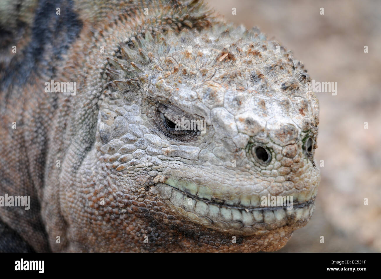 Red head lizard hi-res stock photography and images - Alamy