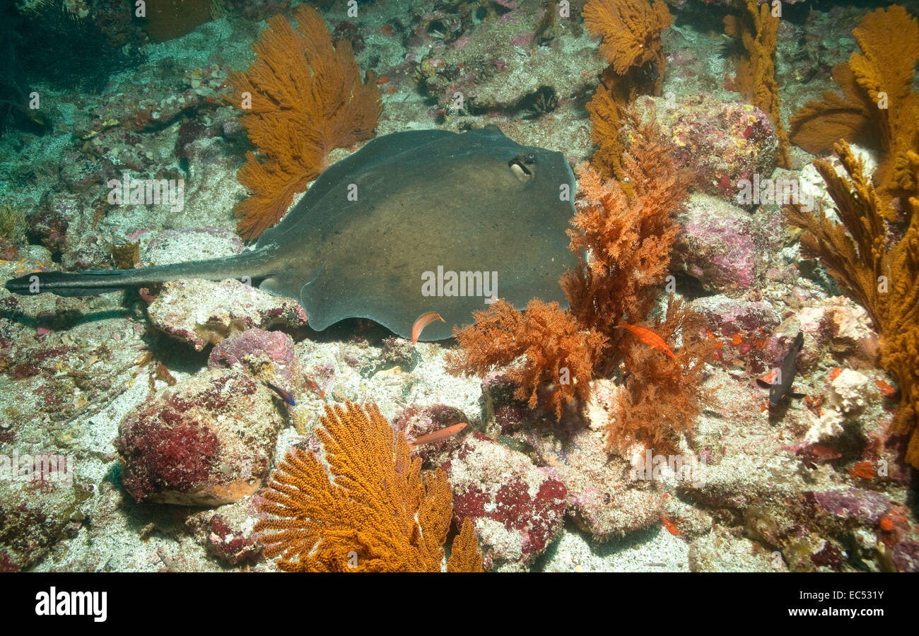 Whip tail stingrays hi-res stock photography and images - Alamy