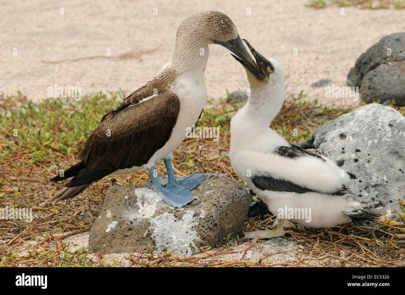 Baby Blue Footed Booby