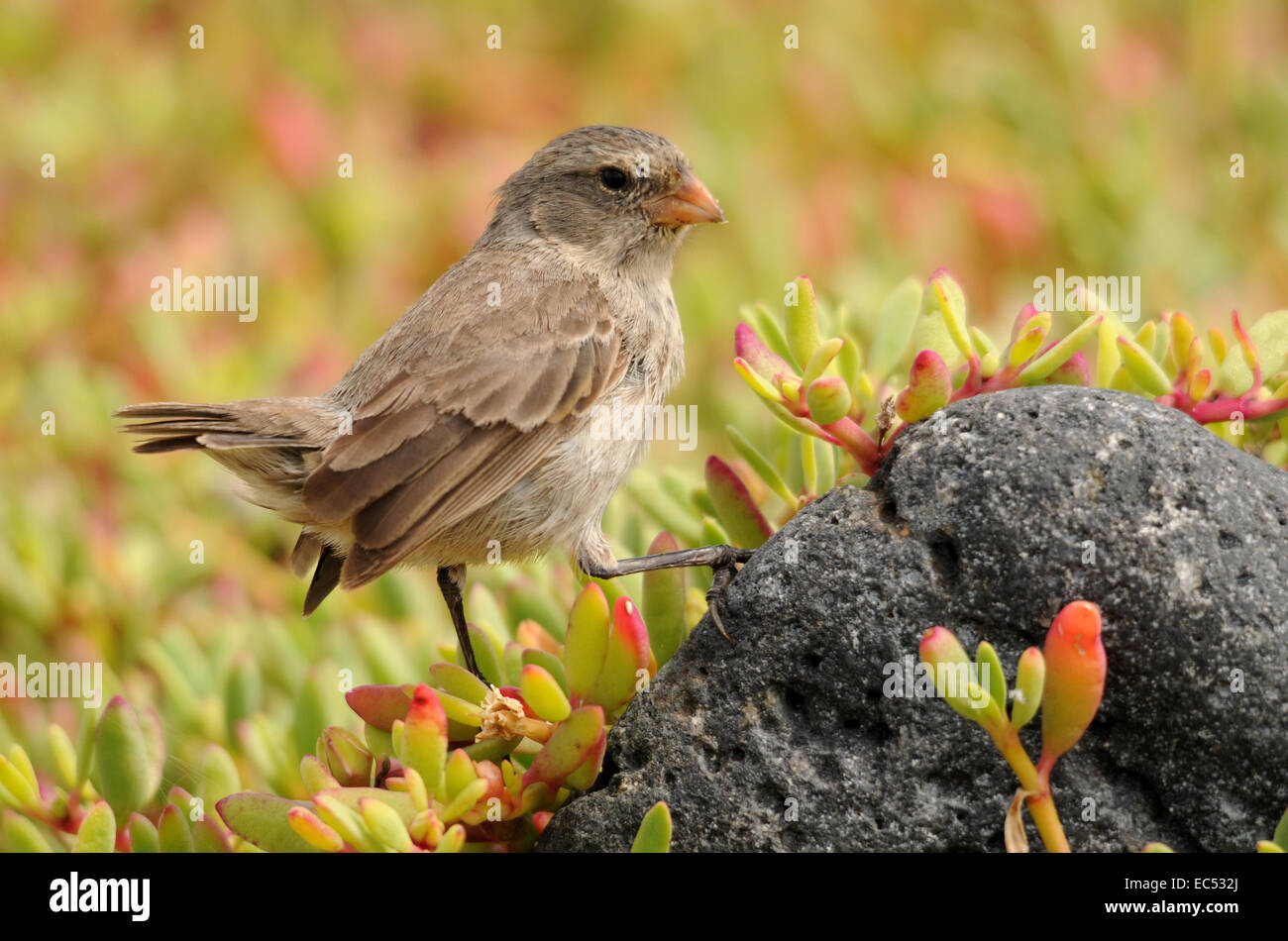 Darwinfink hi-res stock photography and images - Alamy