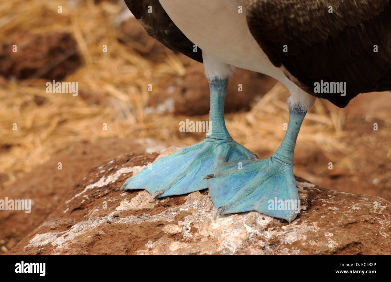 Webbed fe hi-res stock photography and images - Alamy