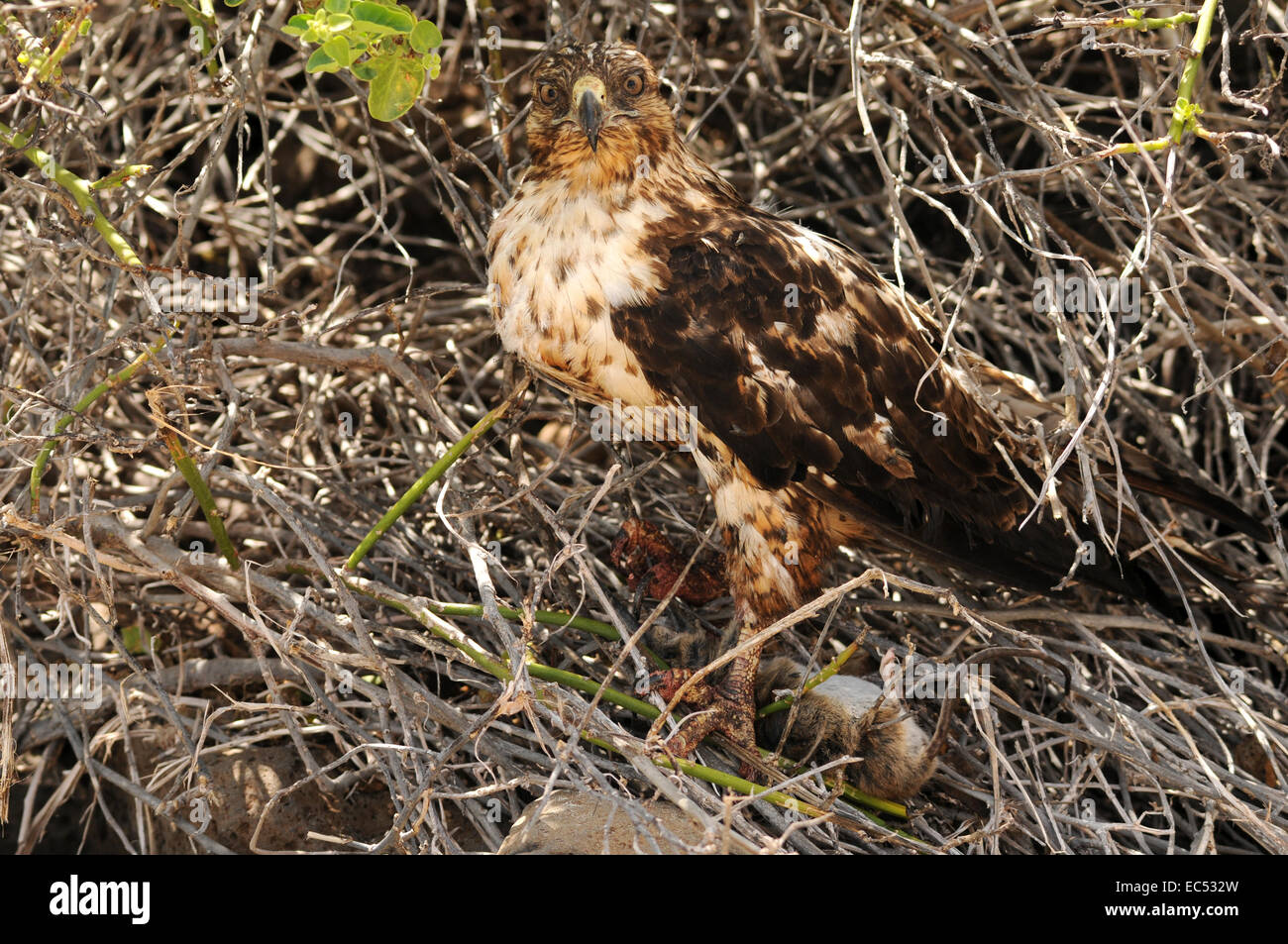 Galapagos hawk with rat Stock Photo - Alamy