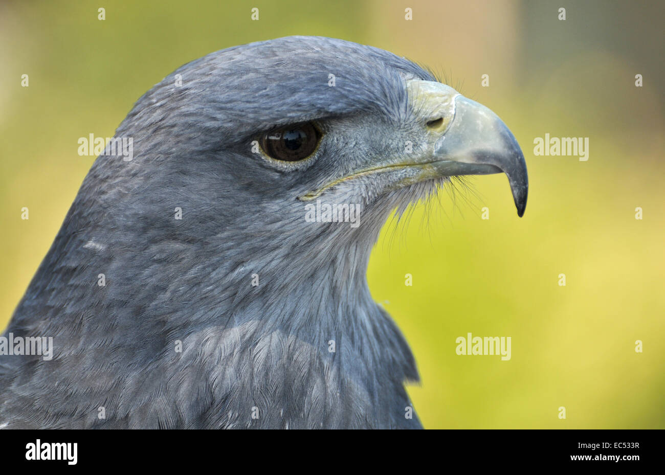 Cordilleras eagle hi-res stock photography and images - Alamy