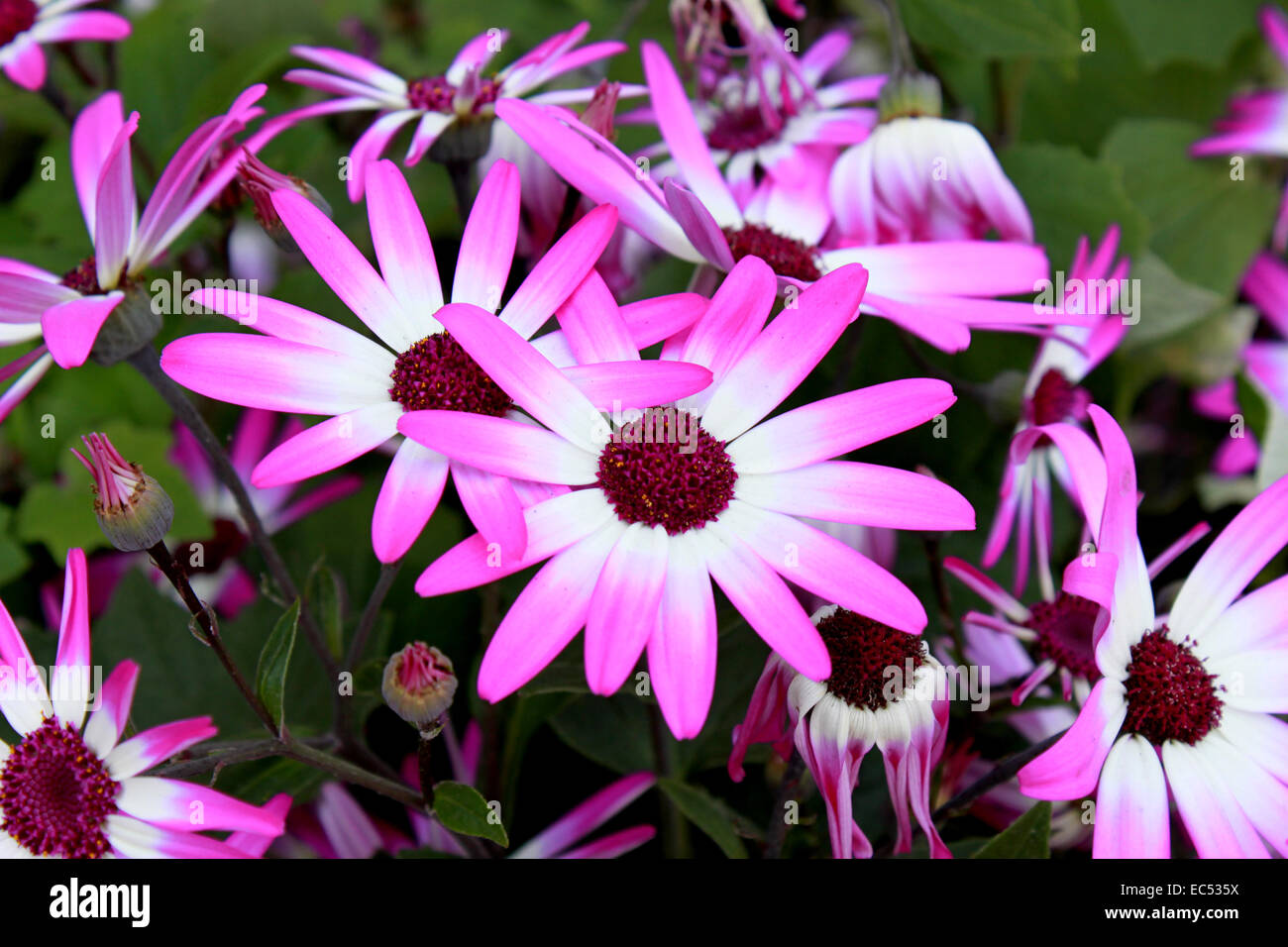 Senetti Stock Photos & Senetti Stock Images - Alamy