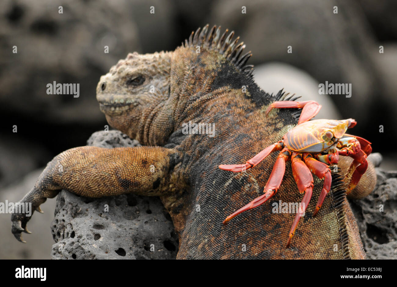 Sea lizard with crab Stock Photo - Alamy